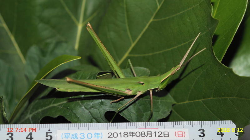 ショウリョウバッタ(精霊飛蝗)のメスが 我が家の庭に!! 新・廿日市市の自然観察(昆虫)